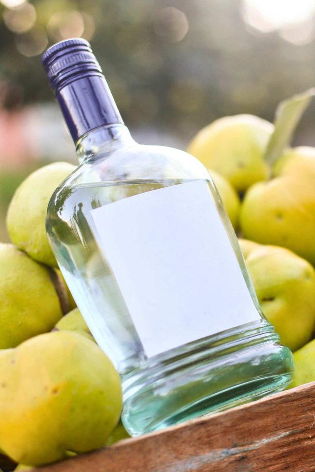 What Is Schnapps A Spectacled Owl